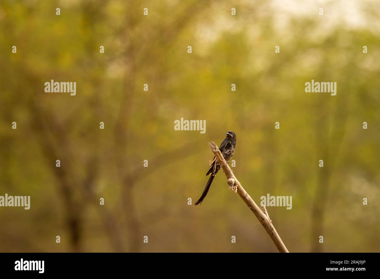 black drongo is a small Asian passerine common resident breeder bird ...