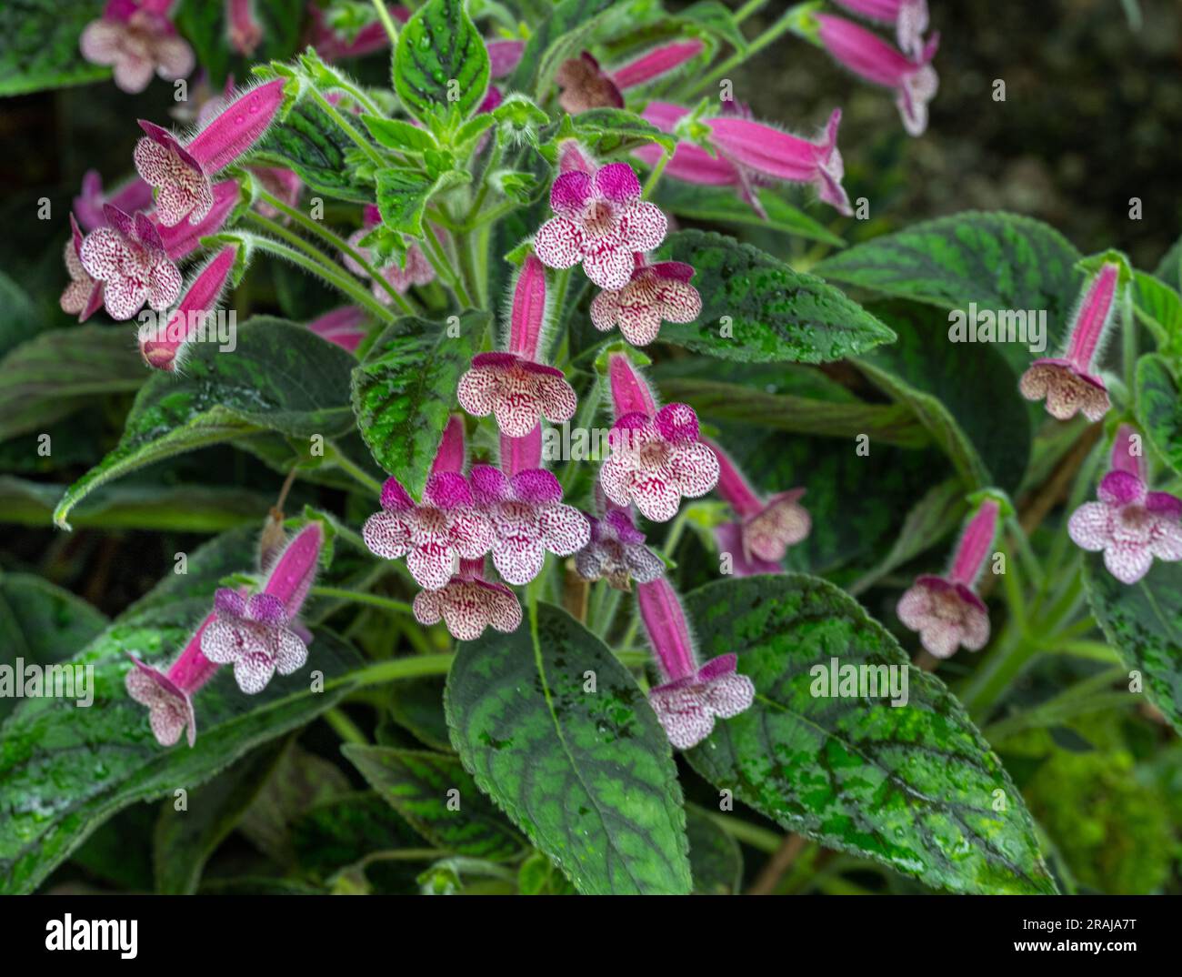 Ampallang hi-res stock photography and images - Alamy