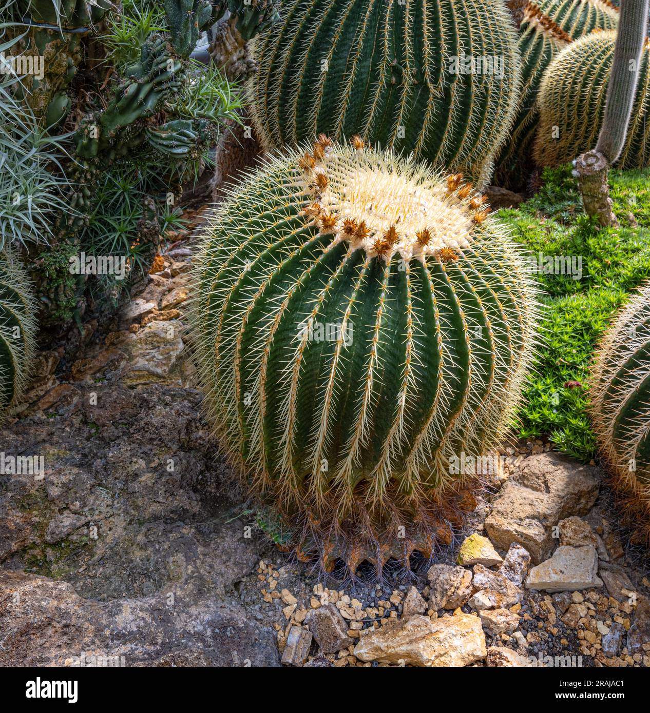 Golden barrel cactus (Echinocactus grusonii). Habitat Mexico. The ...