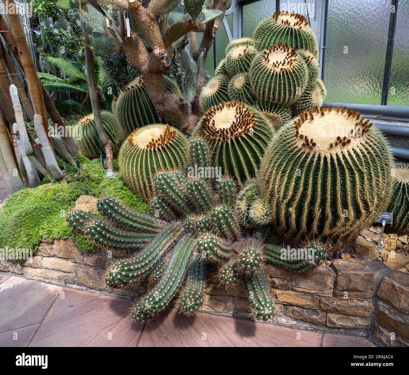 Golden barrel cactus (Echinocactus grusonii). Habitat Mexico. The ...