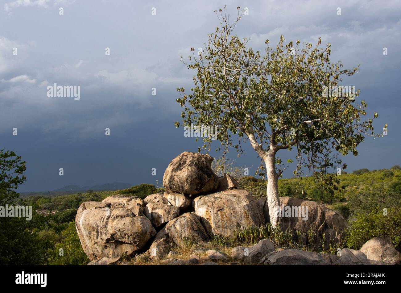 Gyrocarpus americanus hi-res stock photography and images - Alamy