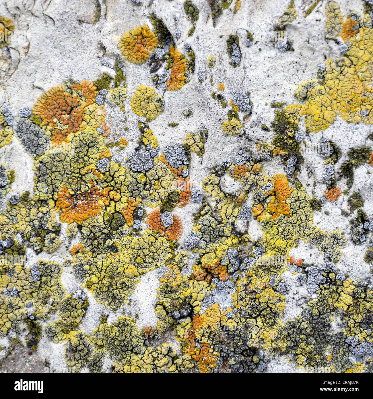 Aged wall of old building with multicolored moss, natural background ...