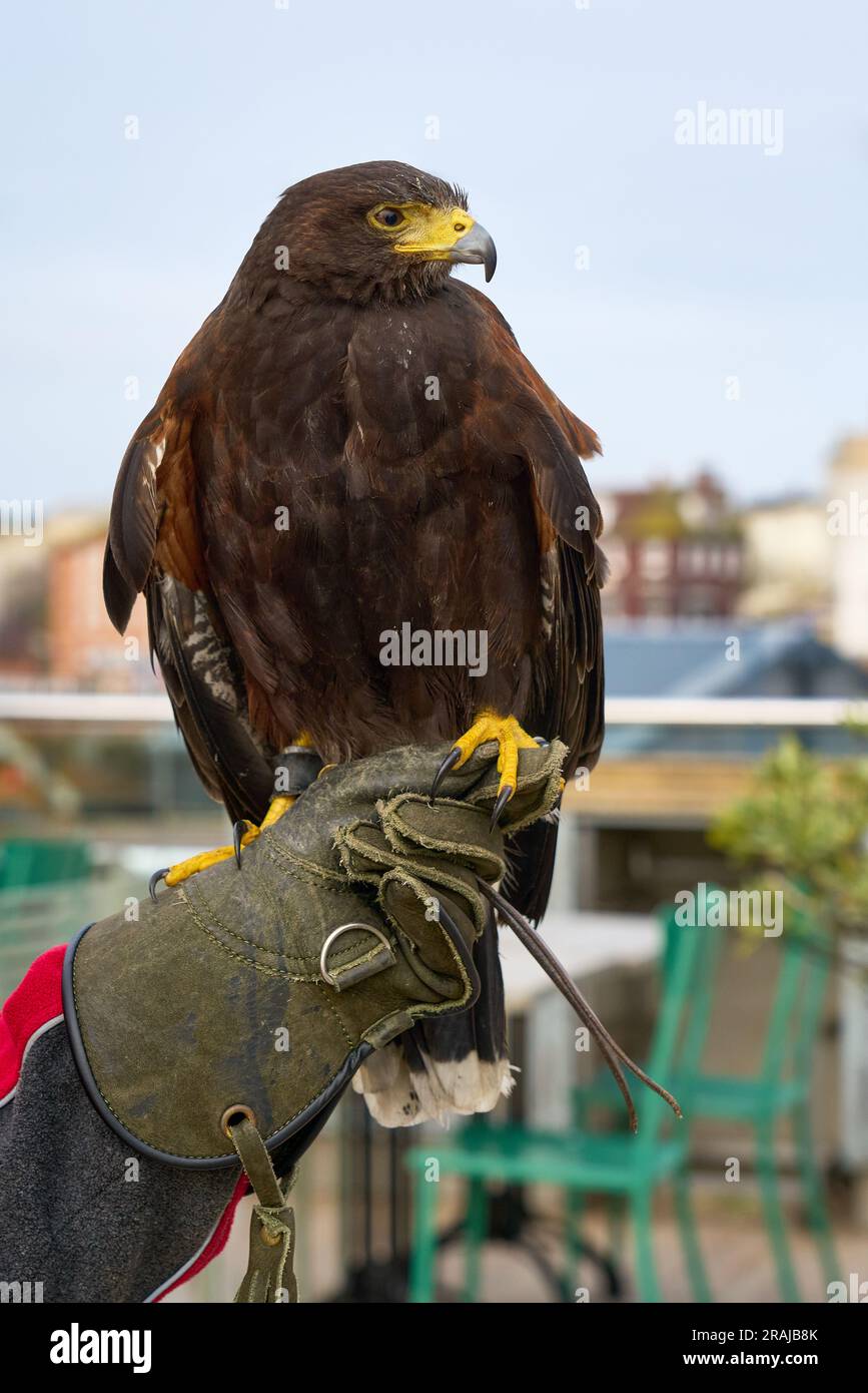 A vertical photograph of a Harris Hawk used for Deterring Pest Birds ...