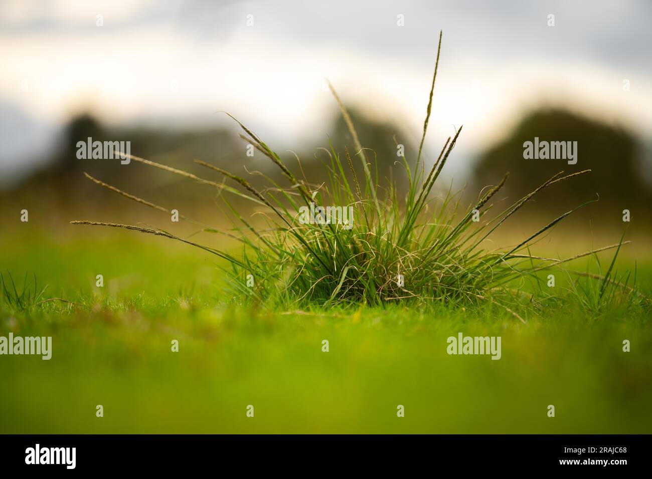 long native grasses on a regenerative agricultural farm. pasture in a ...