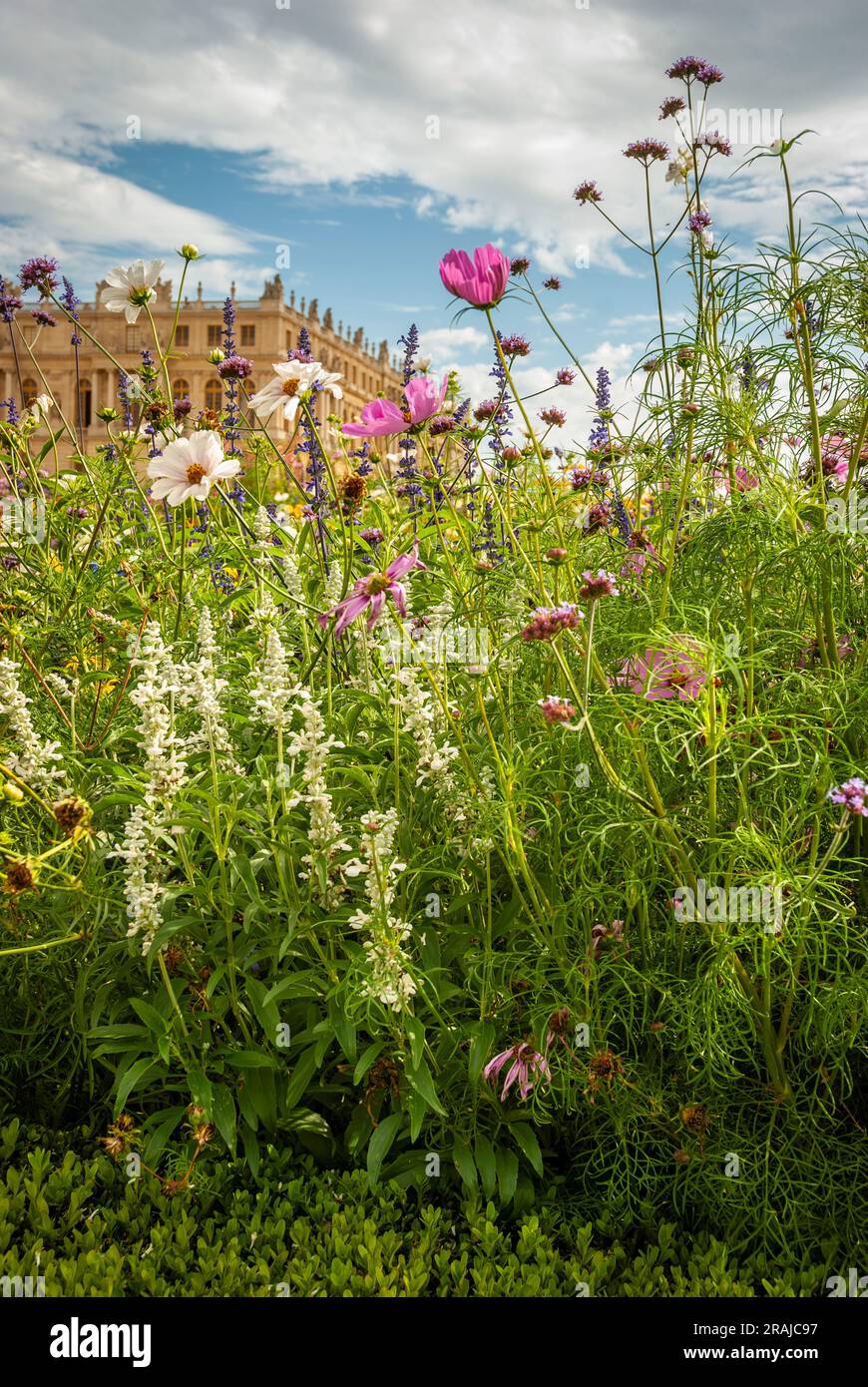 Blossoming flower beds at Versailles Palace Park Stock Photo - Alamy