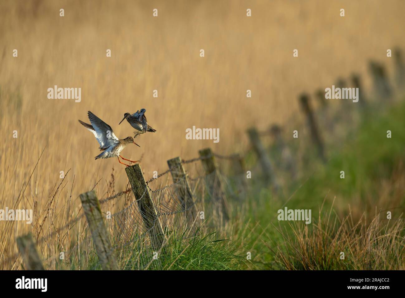 Uk snipe bird flying common hi-res stock photography and images - Alamy