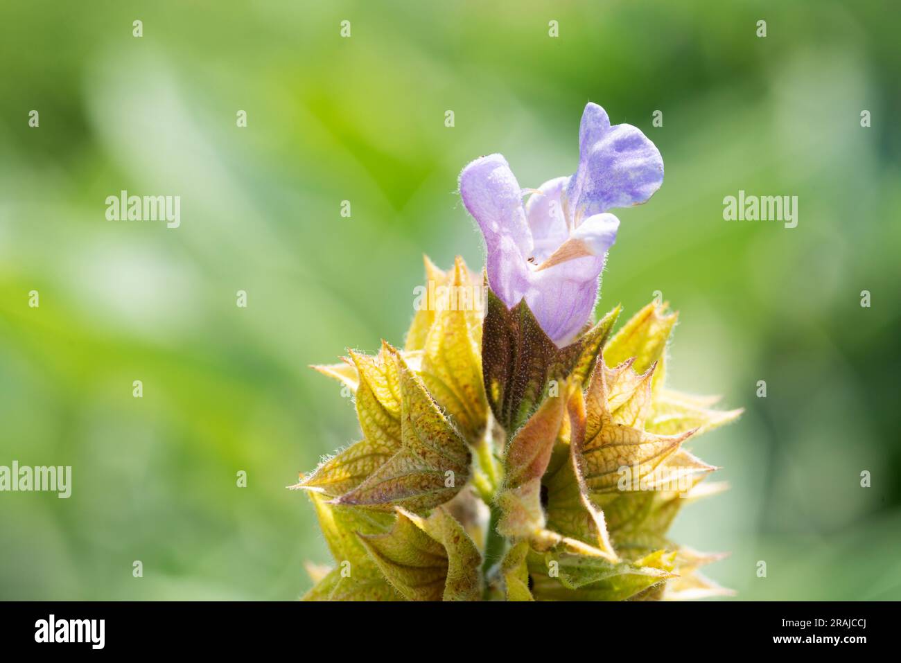 Flower Sage, Salvia Officinalis Stock Photo - Alamy