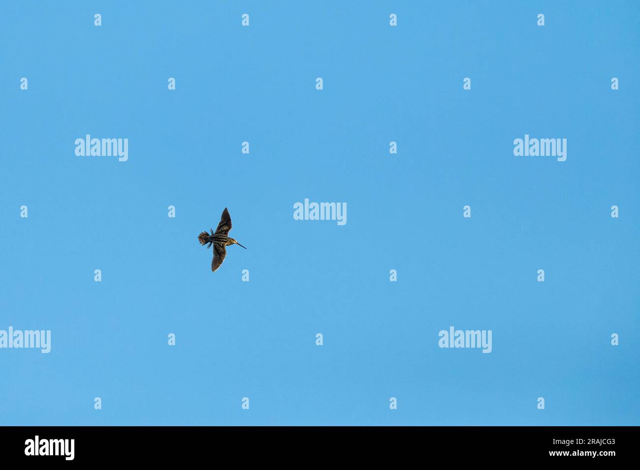 Common snipe Gallinago gallinago, adult displaying in flight, Loch ...
