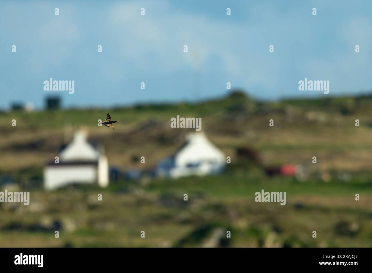 Common snipe Gallinago gallinago, adult displaying in flight over ...