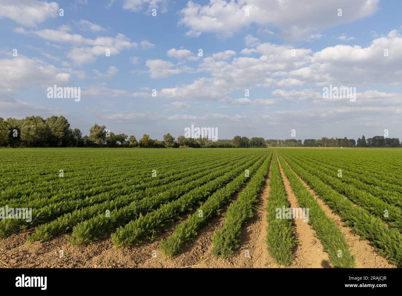 Carrot plantation. Growing carrots in rows Stock Photo - Alamy