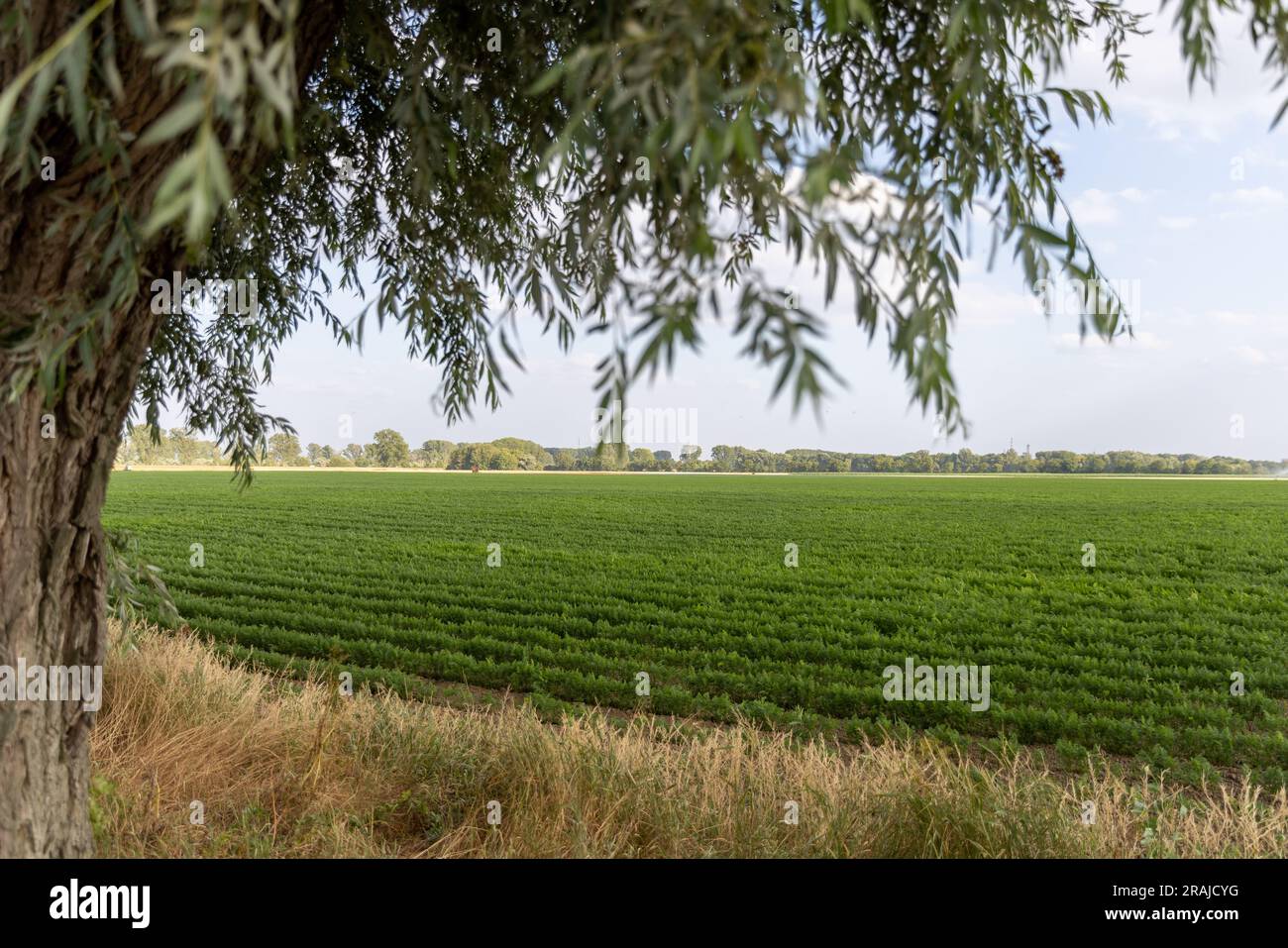 Carrot plantation. Growing carrots in rows Stock Photo - Alamy