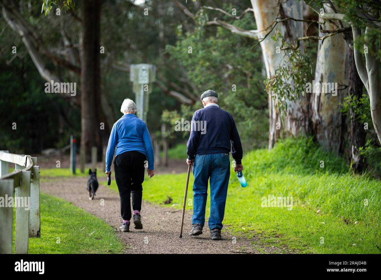 old couple walking with a little dog on a path in a park by the forest ...