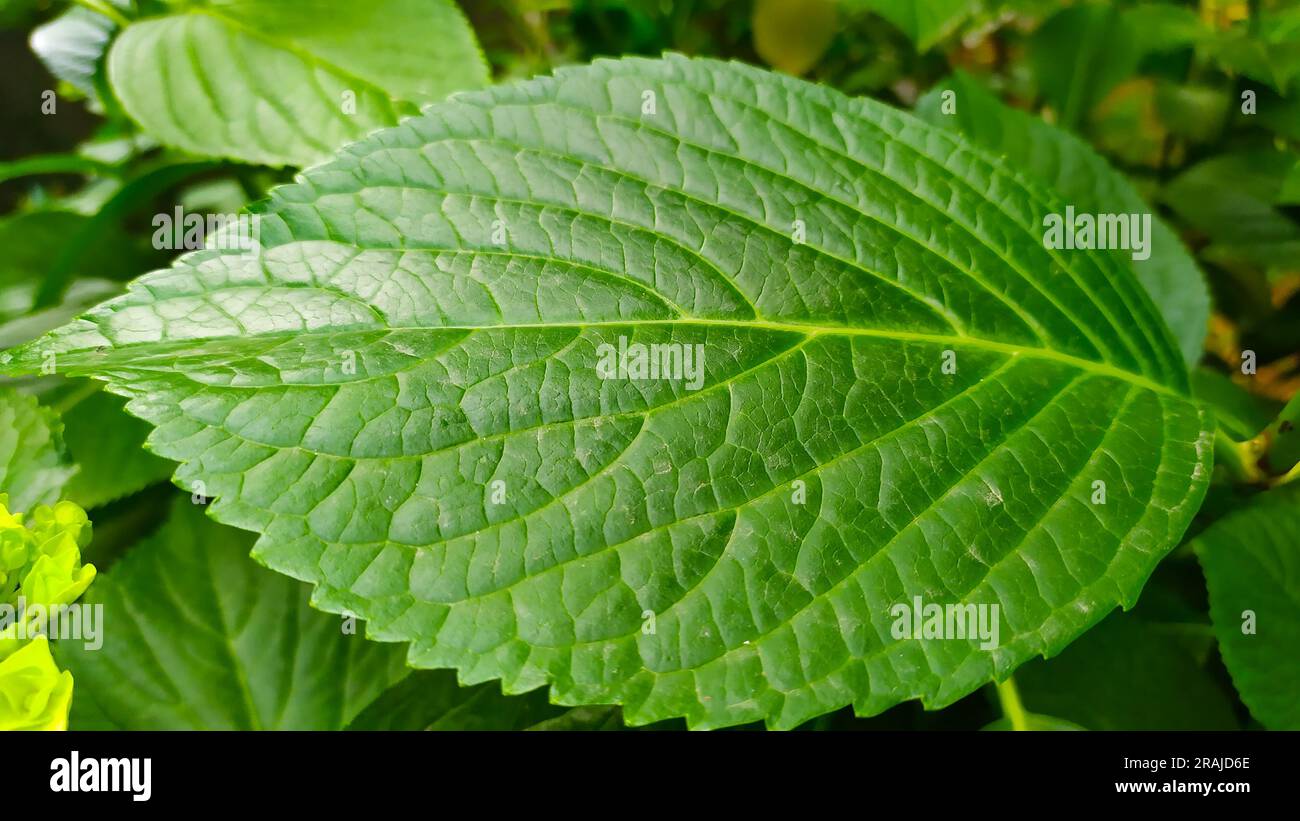 Lush green leaf arrangement hi-res stock photography and images - Alamy