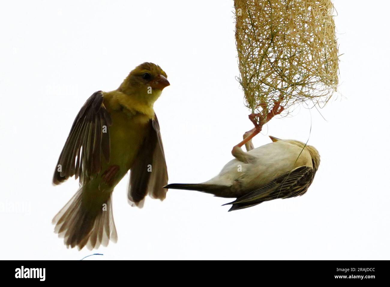 Alamy com a Cut Out Stock Images & Pictures - Alamy