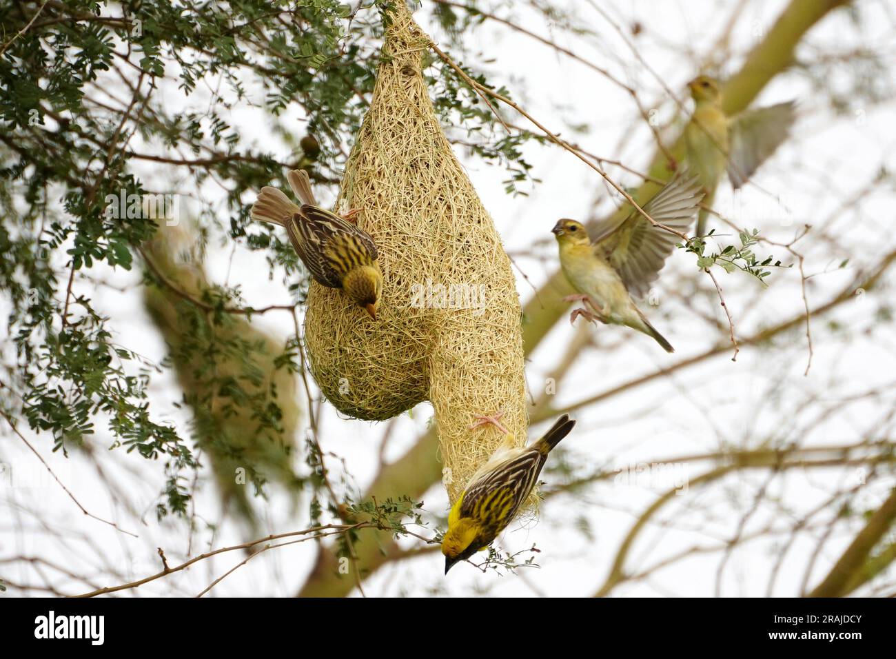 Ajmer, India. 04th July, 2023. The baya weaver (Ploceus Philippinus) birds build their nest ...