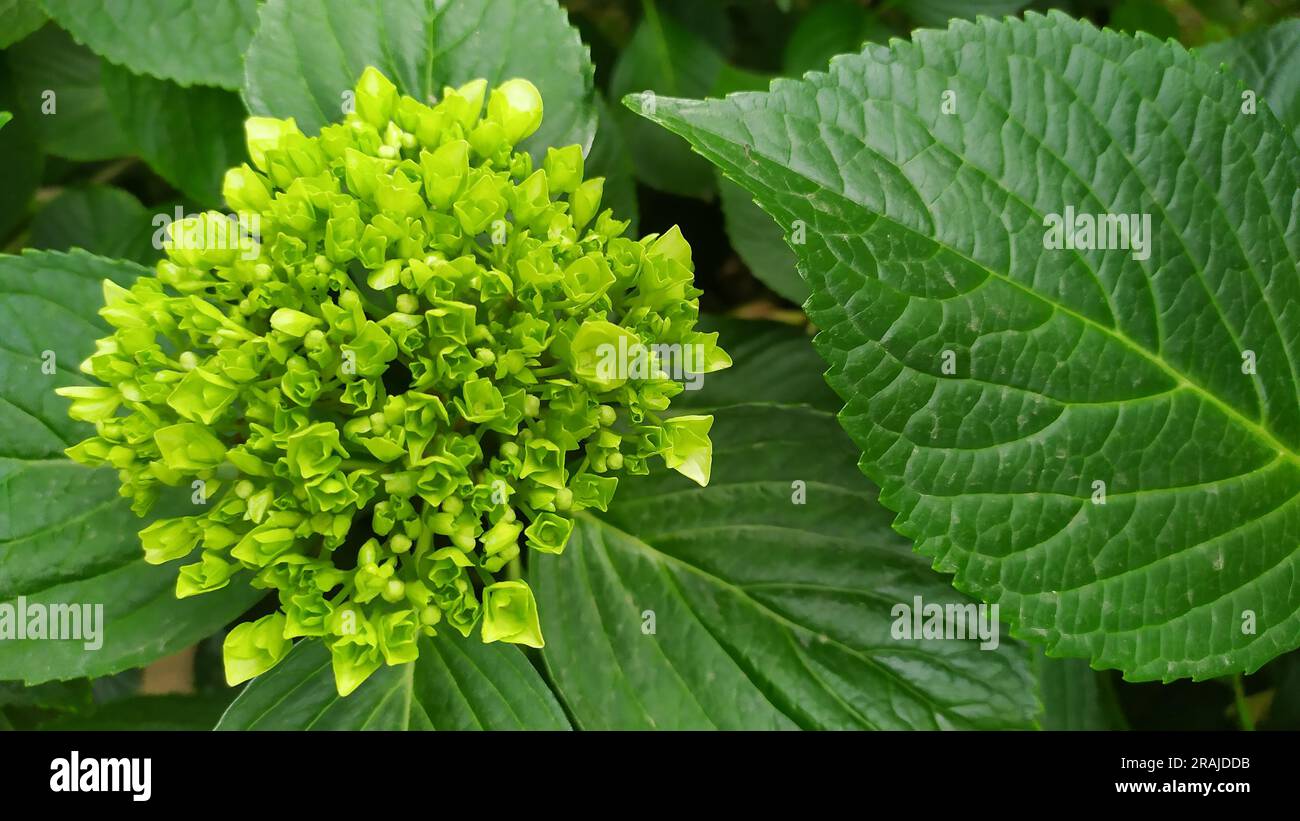 Green hydrangea hi-res stock photography and images - Alamy