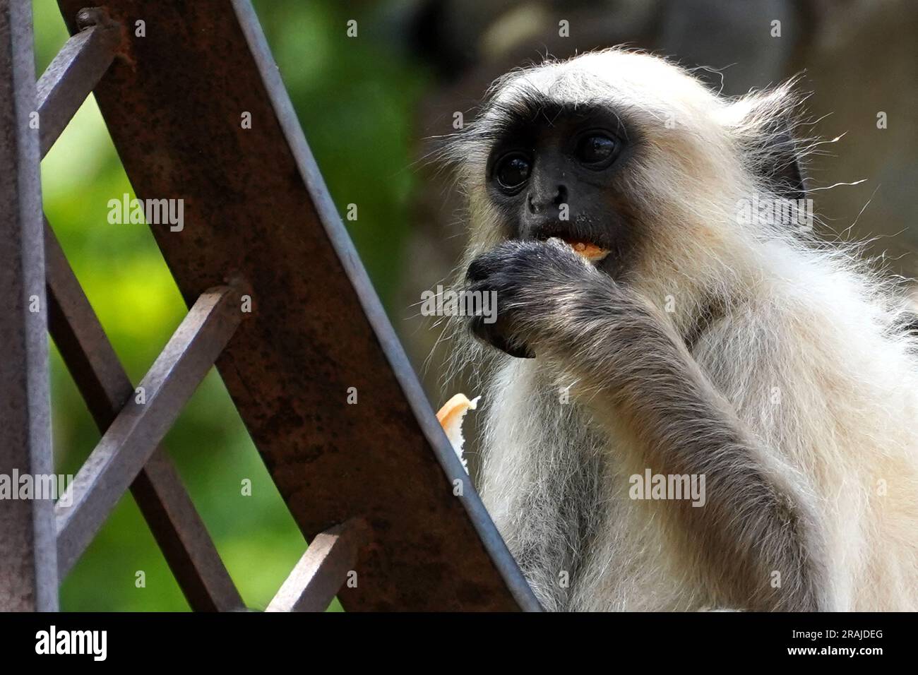 Langur monkeys at the Deer park in Pushkar, Rajasthan, India on 03 July ...