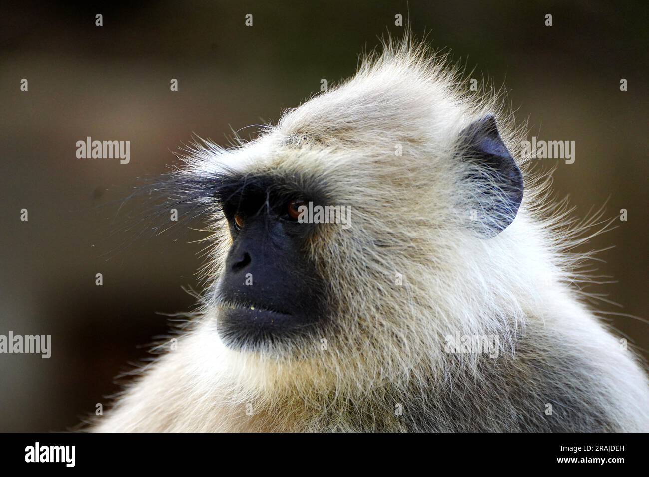 Langur monkeys at the Deer park in Pushkar, Rajasthan, India on 03 July ...
