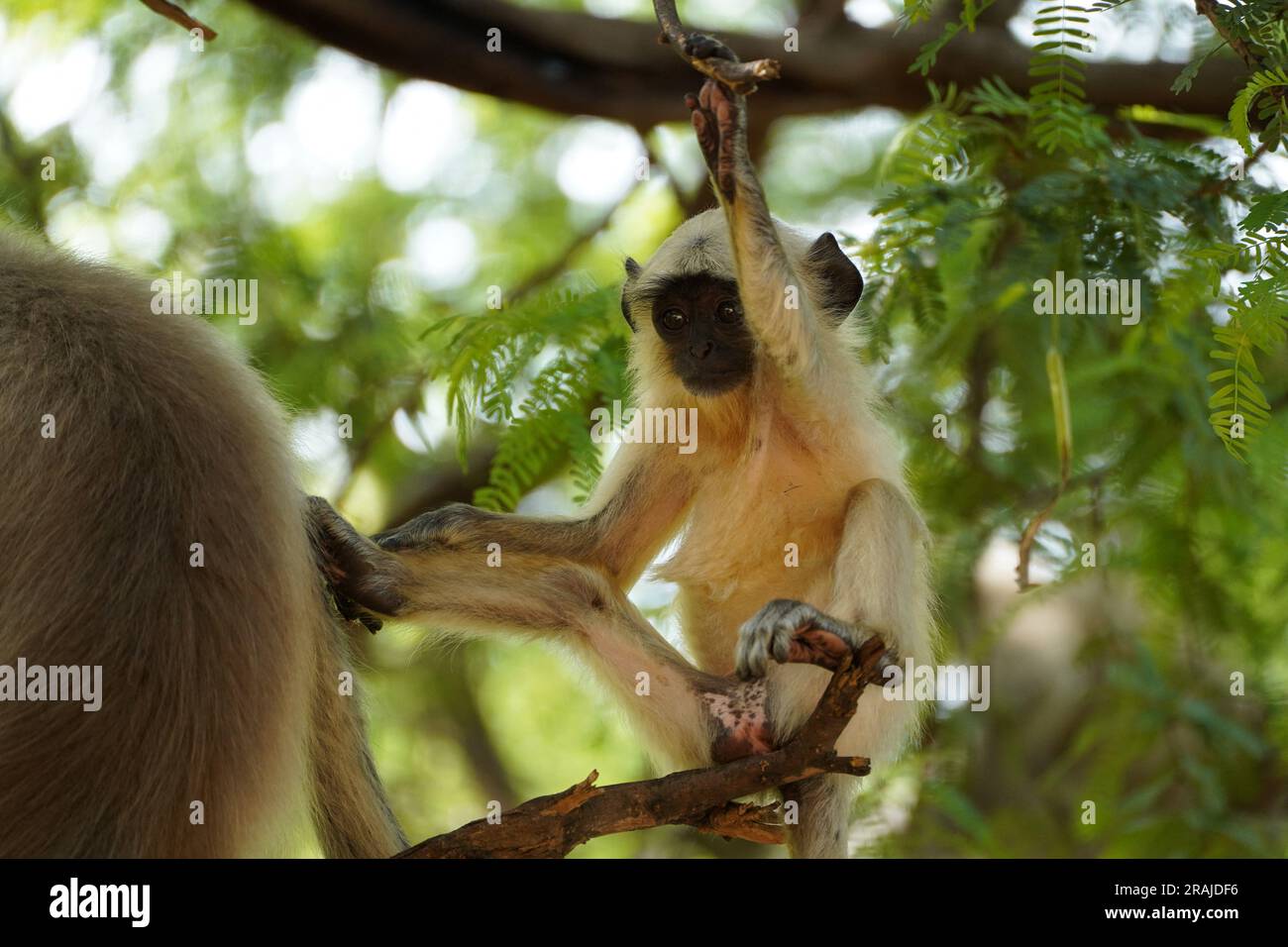 Langur monkeys at the Deer park in Pushkar, Rajasthan, India on 03 July ...