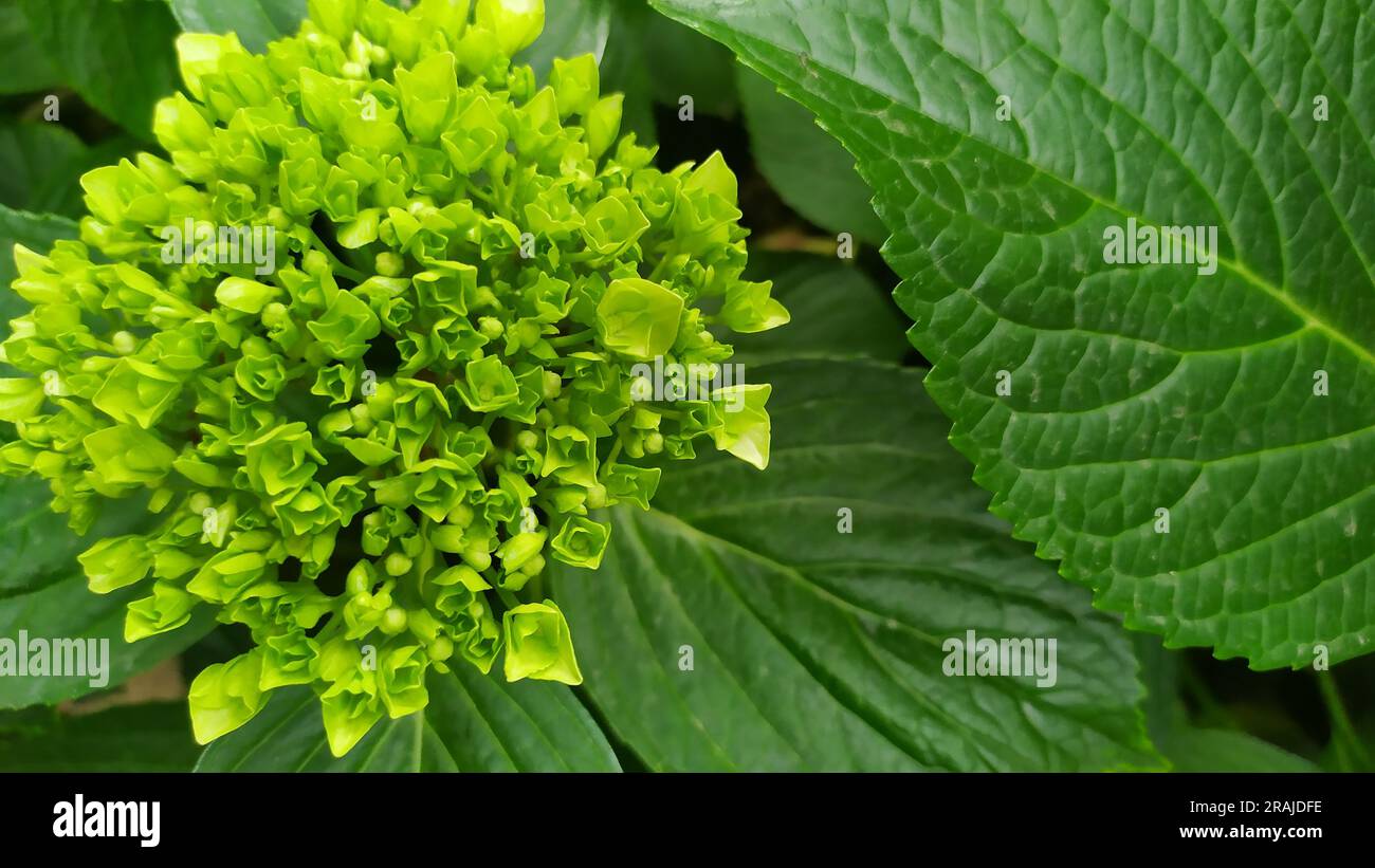 Green hydrangea flowers hi-res stock photography and images - Alamy