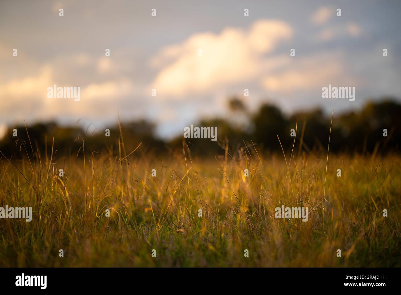 long native grasses on a regenerative agricultural farm. pasture in a ...