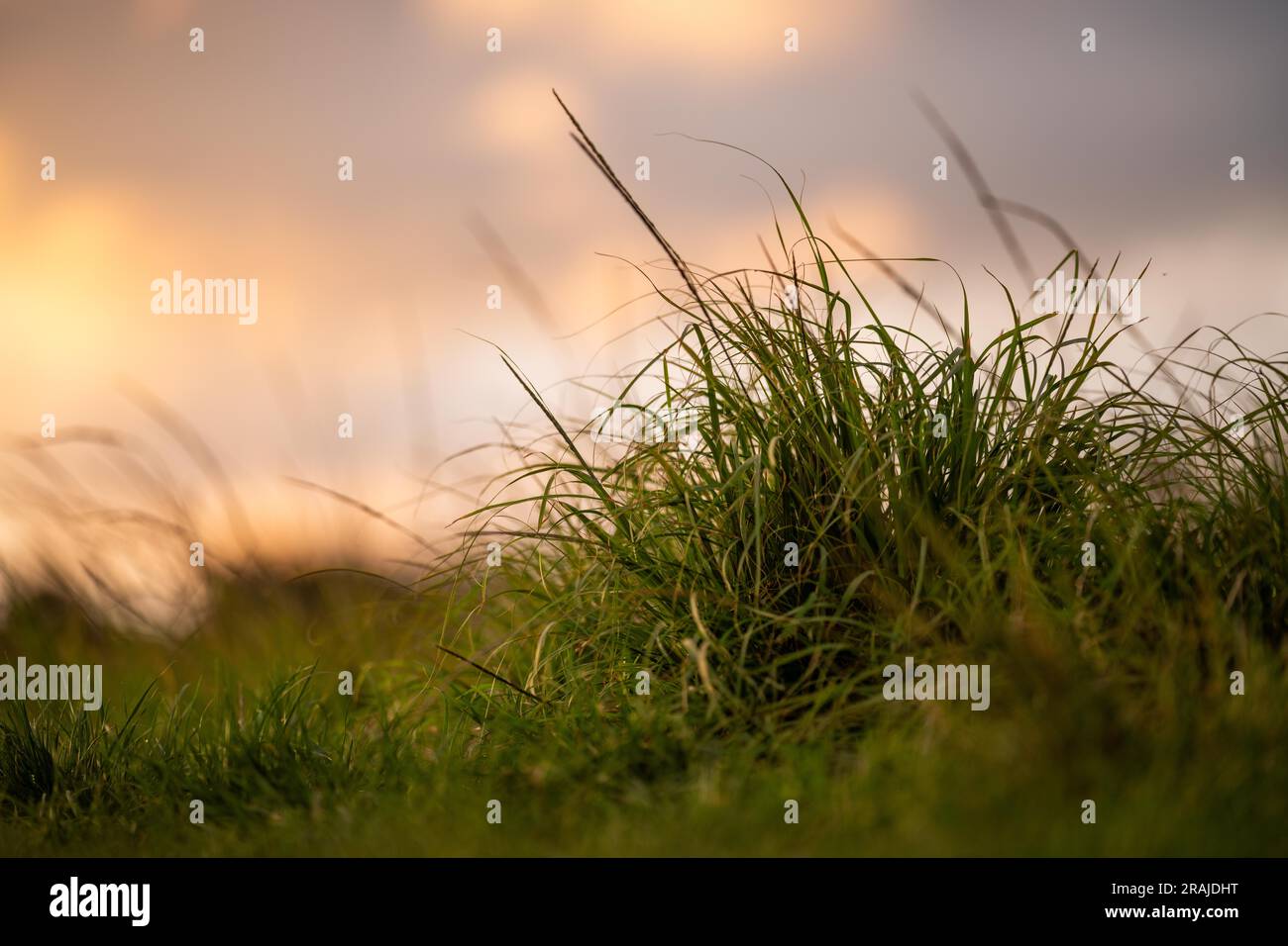 long native grasses on a regenerative agricultural farm. pasture in a ...