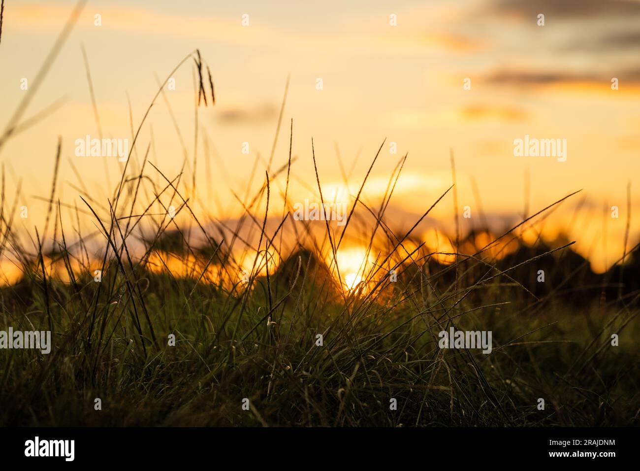 long native grasses on a regenerative agricultural farm. pasture in a ...