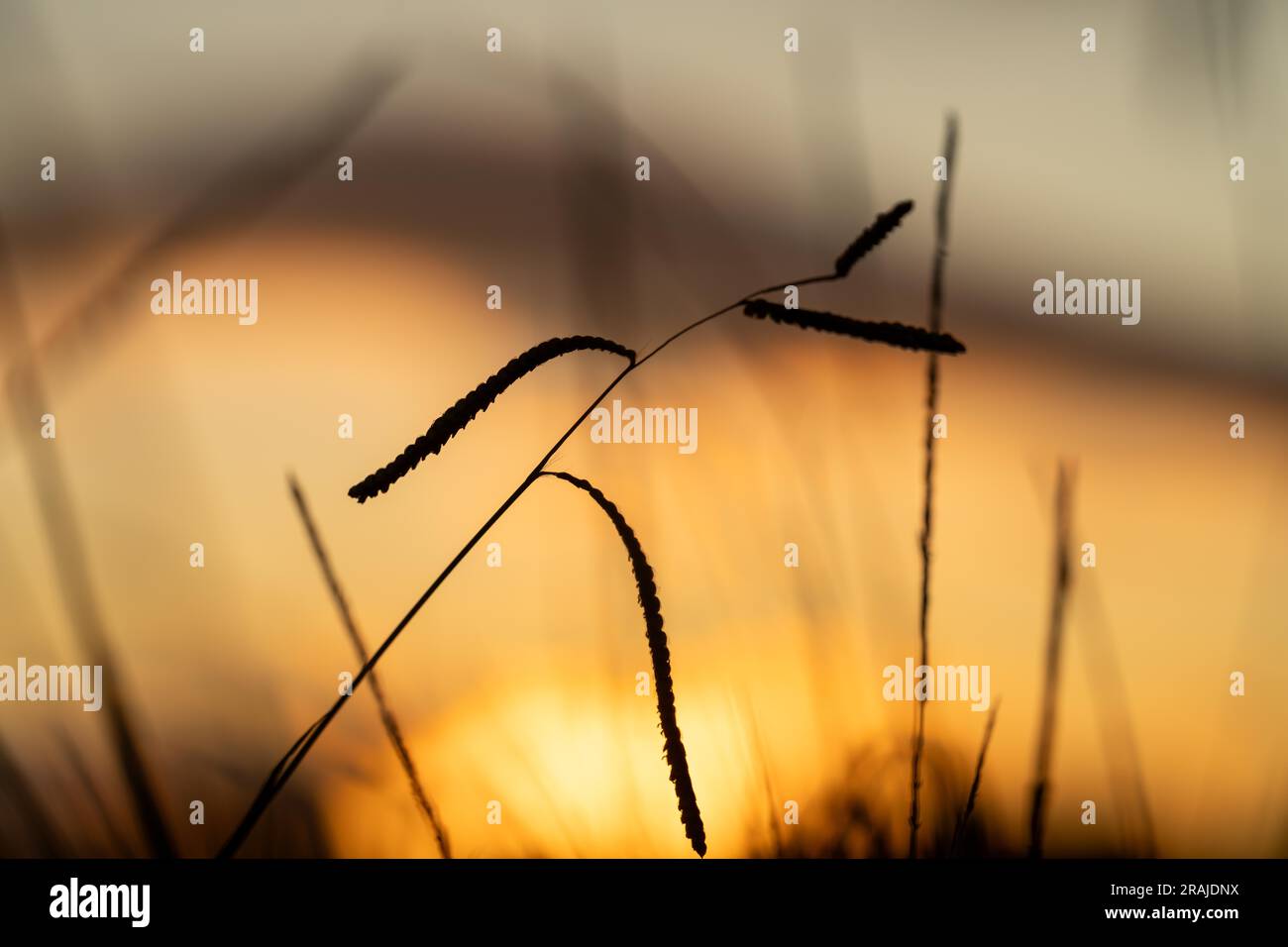 long native grasses on a regenerative agricultural farm. pasture in a ...