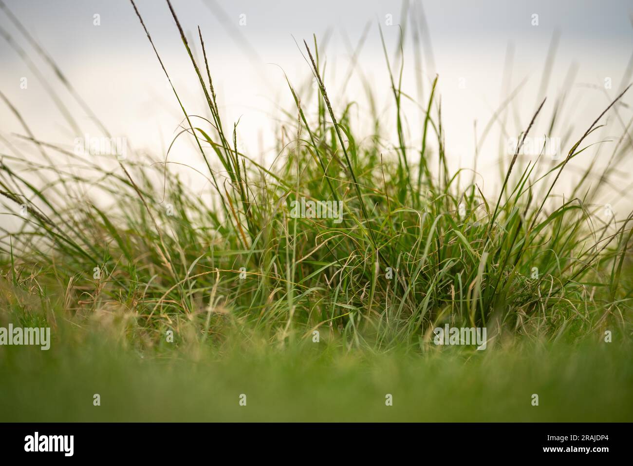 long native grasses on a regenerative agricultural farm. pasture in a ...