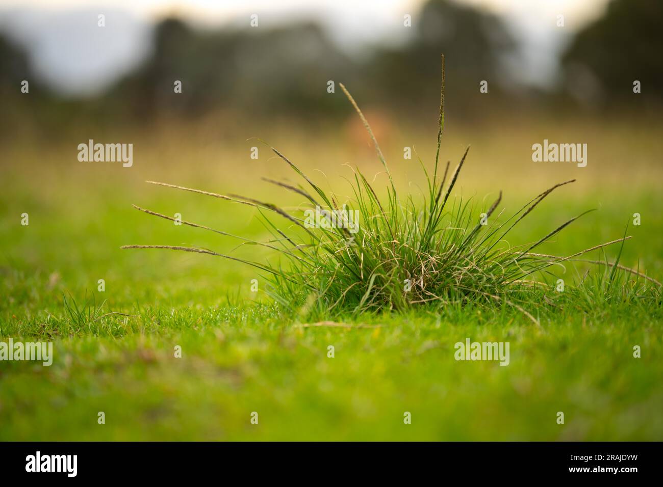 long native grasses on a regenerative agricultural farm. pasture in a ...