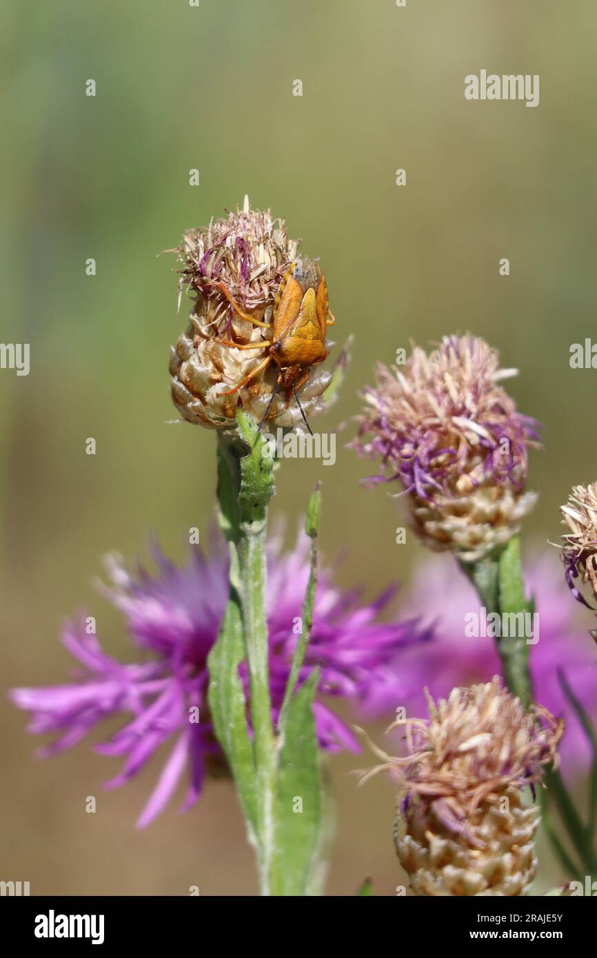 black-shouldered Shieldbug hanging upside down on Meadow knapweed Stock ...