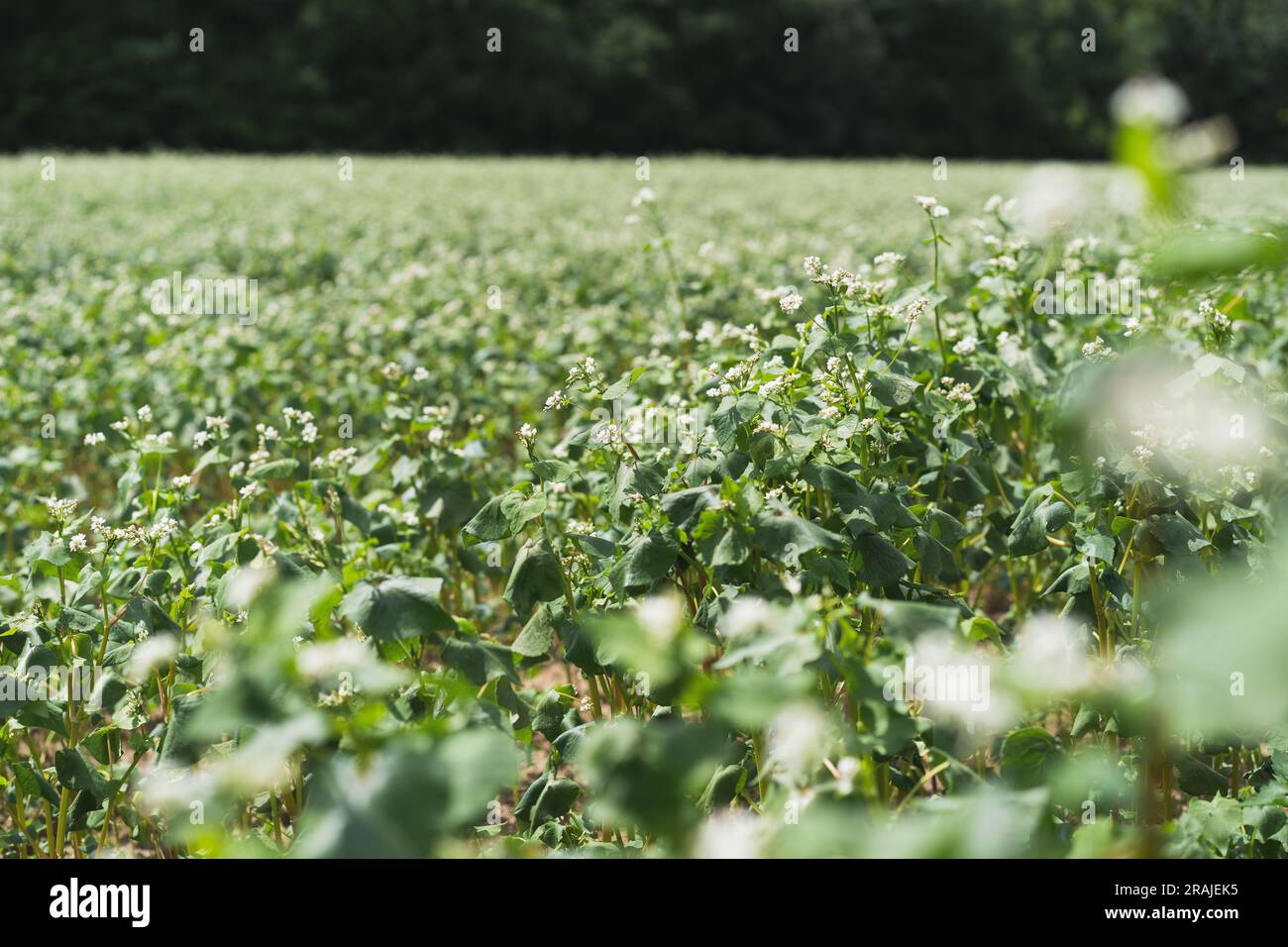 Many beautiful buckwheat flowers growing in the field. Agriculture ...
