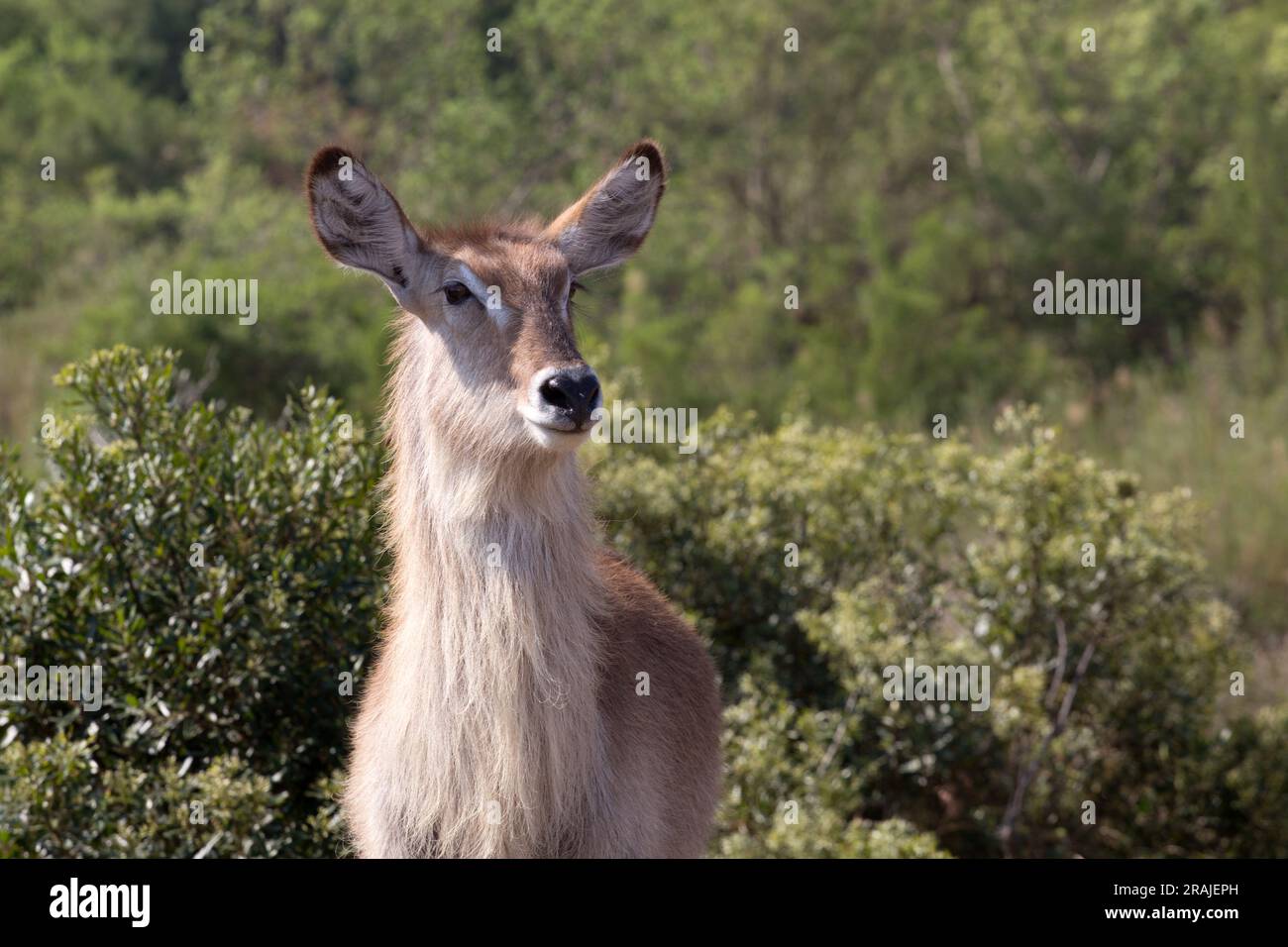 Portrait waterbuck kruger national hi-res stock photography and images ...