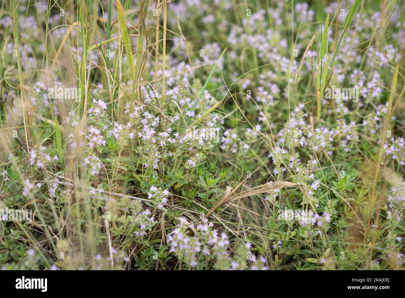 Blossoming pink herb Thymus serpyllum, Breckland wild thyme, creeping ...