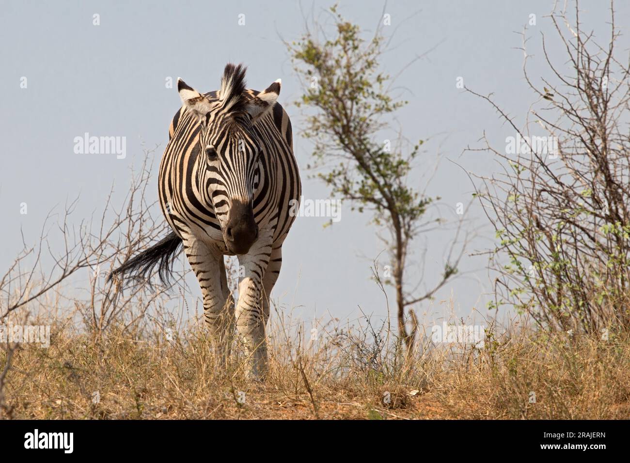 Tail wagging hi-res stock photography and images - Alamy