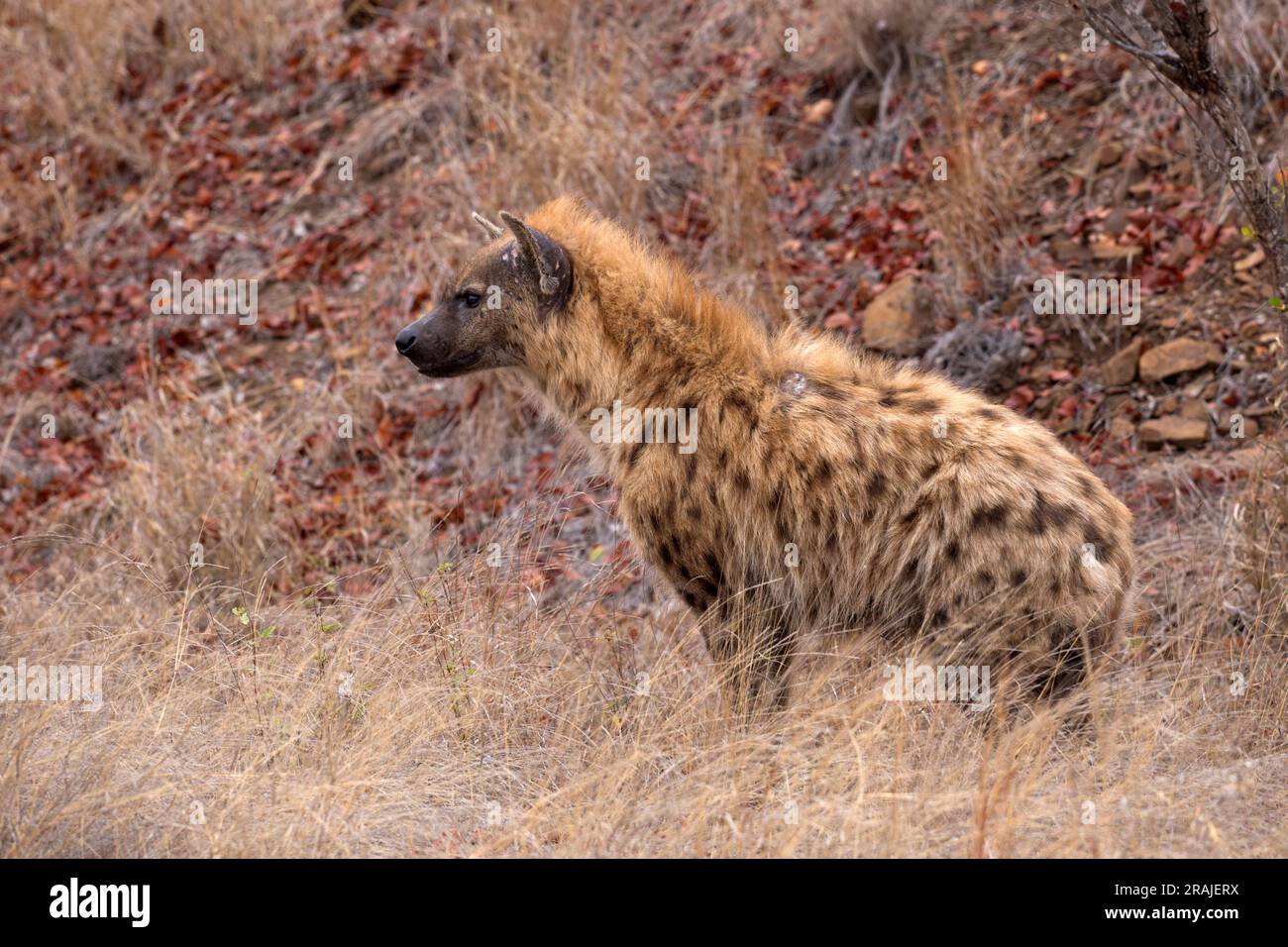 Hyena hyenas hi-res stock photography and images - Alamy