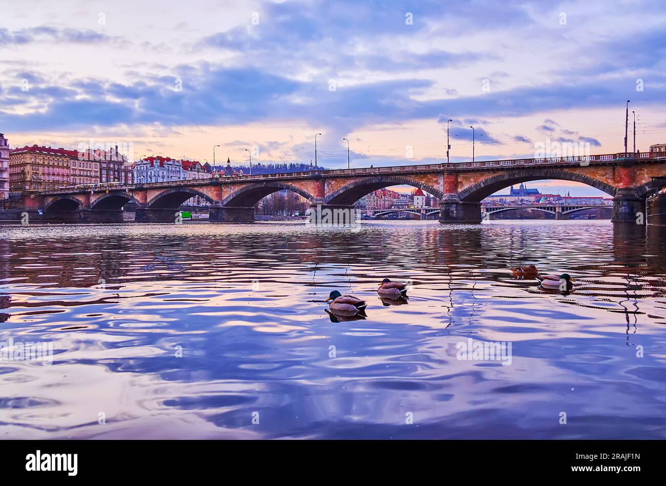 The flock of floating mallards on Vltava River against historic stone ...