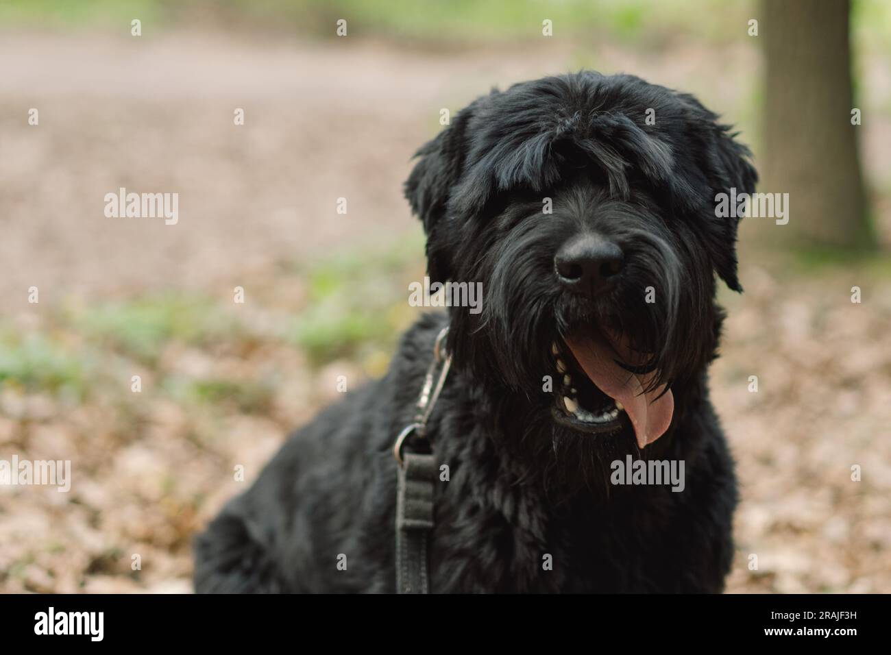 A big black dog in nature hi-res stock photography and images - Alamy