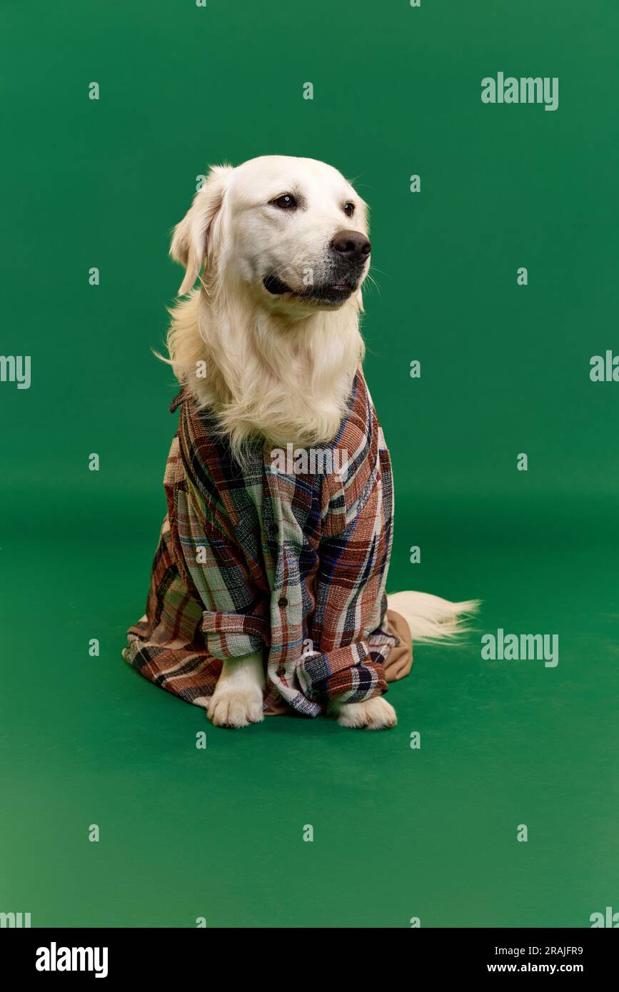 beautiful, happy, purebred dog, golden retriever wearing checkered ...