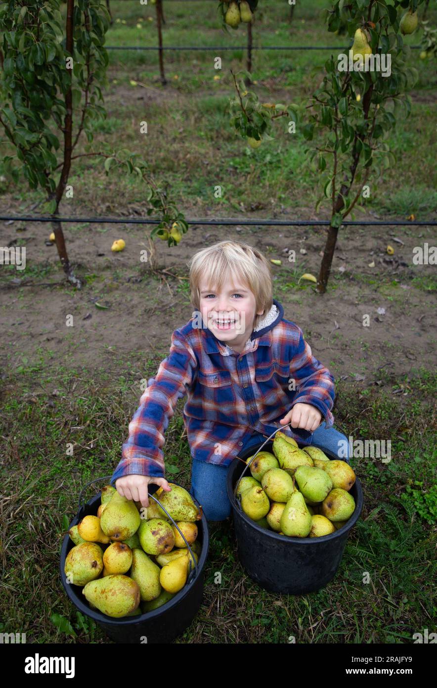 cute happy boy of 6-7 years old holds two full buckets of ripe large ...