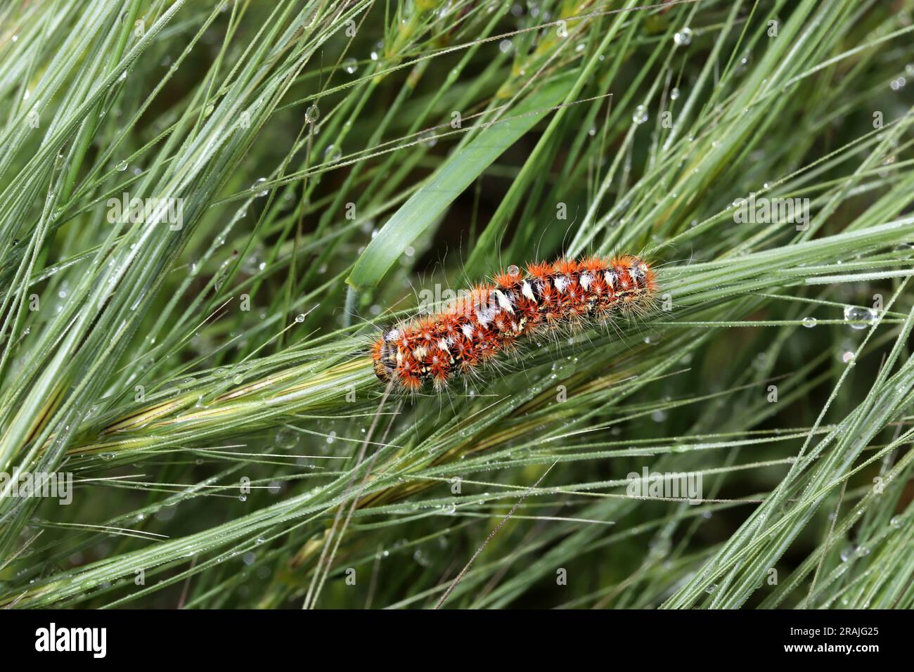 Red brown colored caterpillar hi-res stock photography and images - Alamy