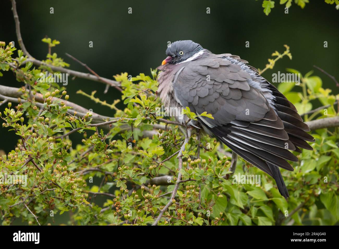Common wood pigeon Palumba columbus, adult perched in Common hawthorn ...