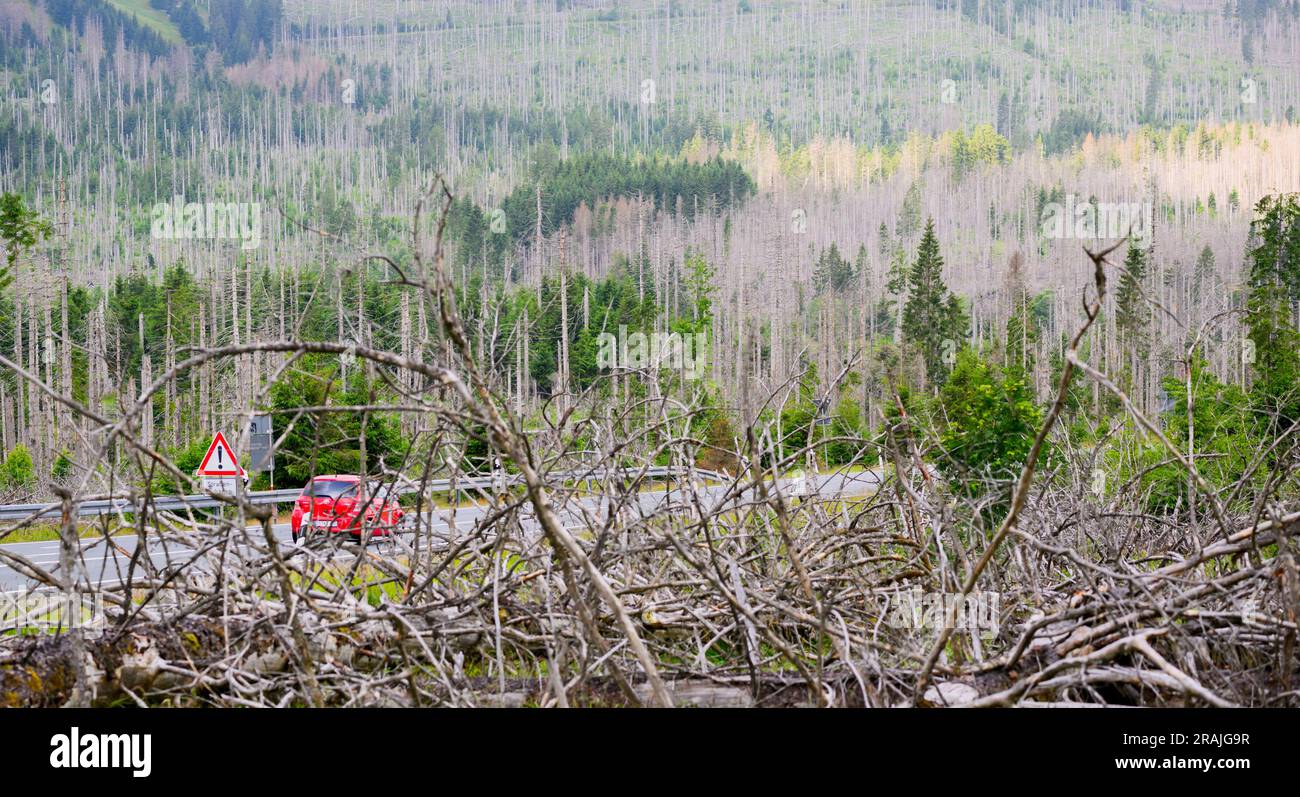 Torfhaus, Germany. 04th July, 2023. Dead spruces stand and lie in the ...