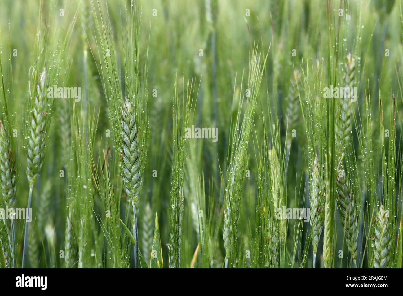 ears of wheat in rain drops closeup Stock Photo - Alamy