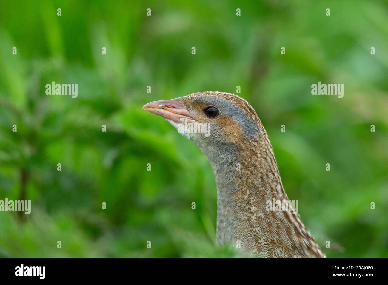 Corncrake Crex crex, adult in dense vegetation, Crossapol, Tiree ...