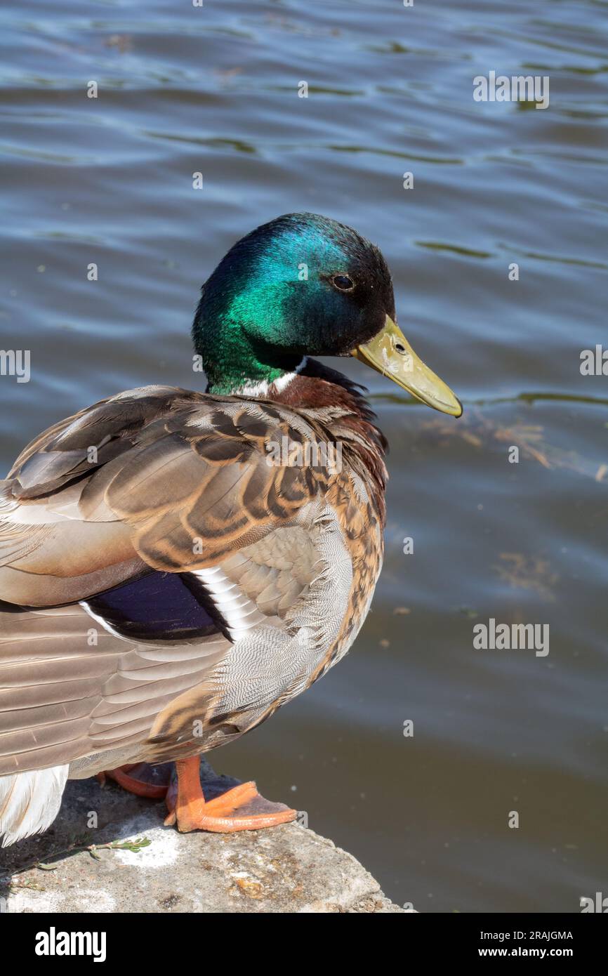Team photo water hi-res stock photography and images - Alamy