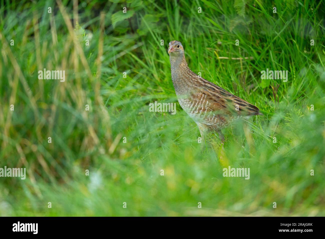 Clachan mor hi-res stock photography and images - Alamy