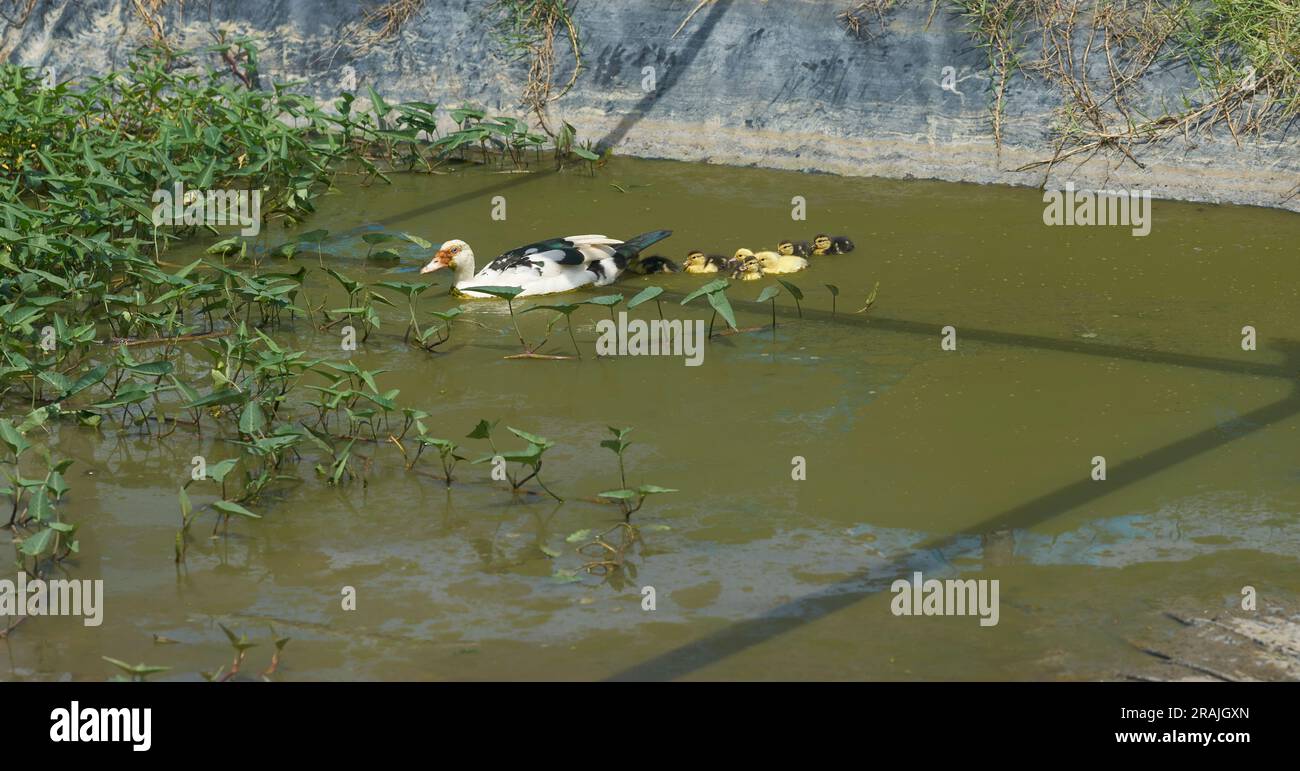 Mother duck and ducklings in a muddy pond Stock Photo - Alamy