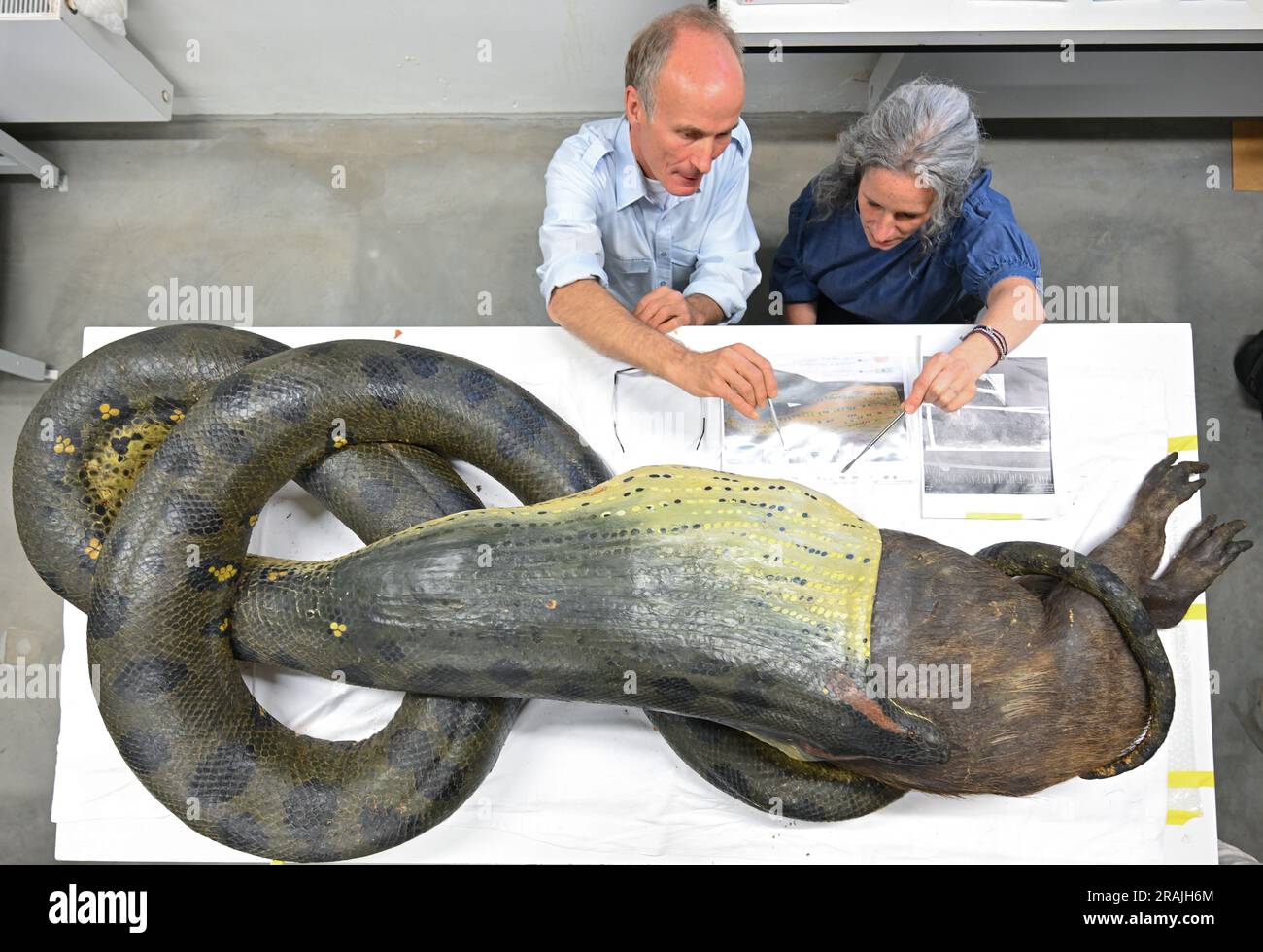 Hesse, Germany. 04 July 2023. Udo Becker (l), zoological taxidermist ...