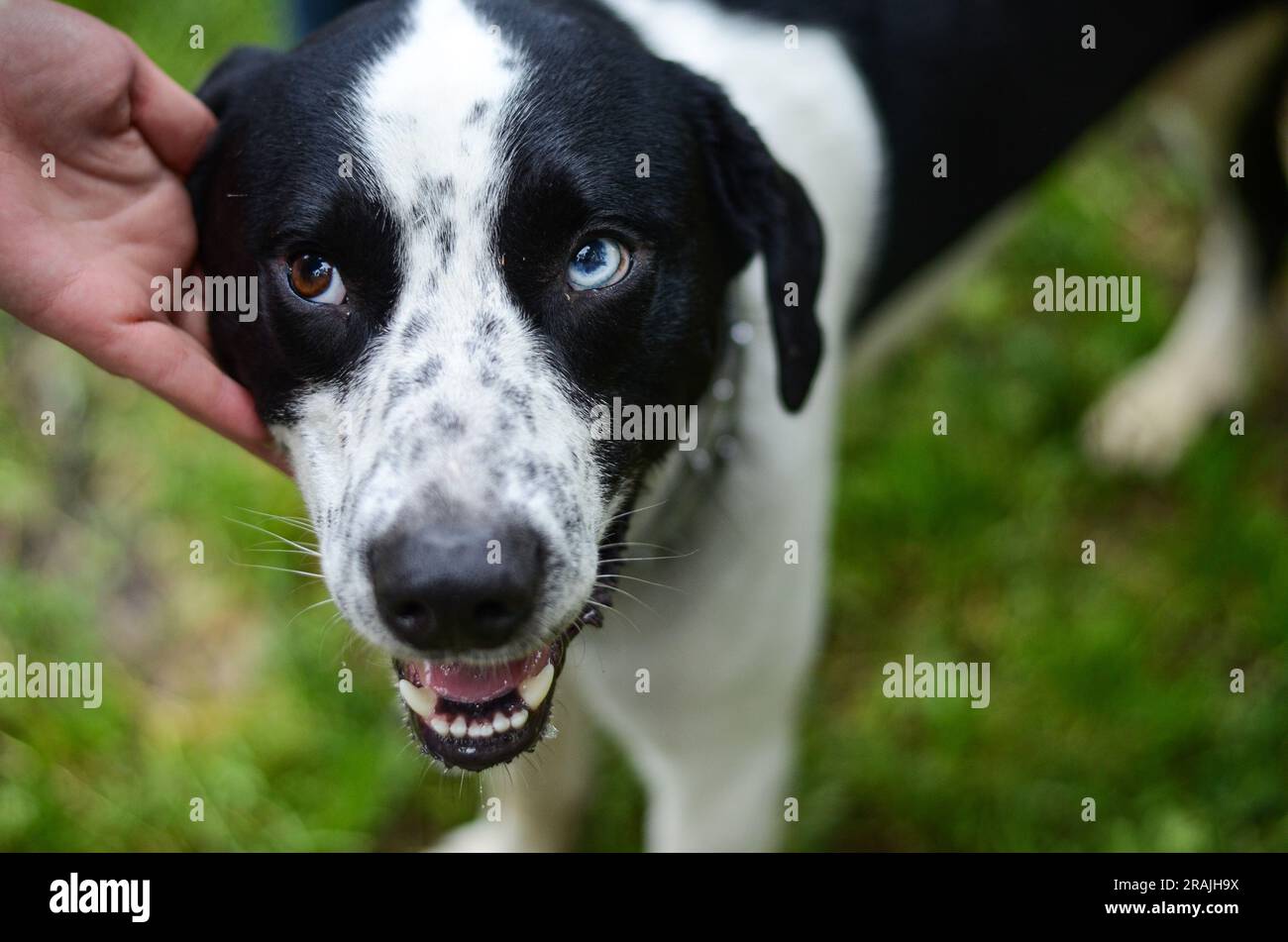 A happy Pointer breed dog being stroked by a human hand. Dog with ...